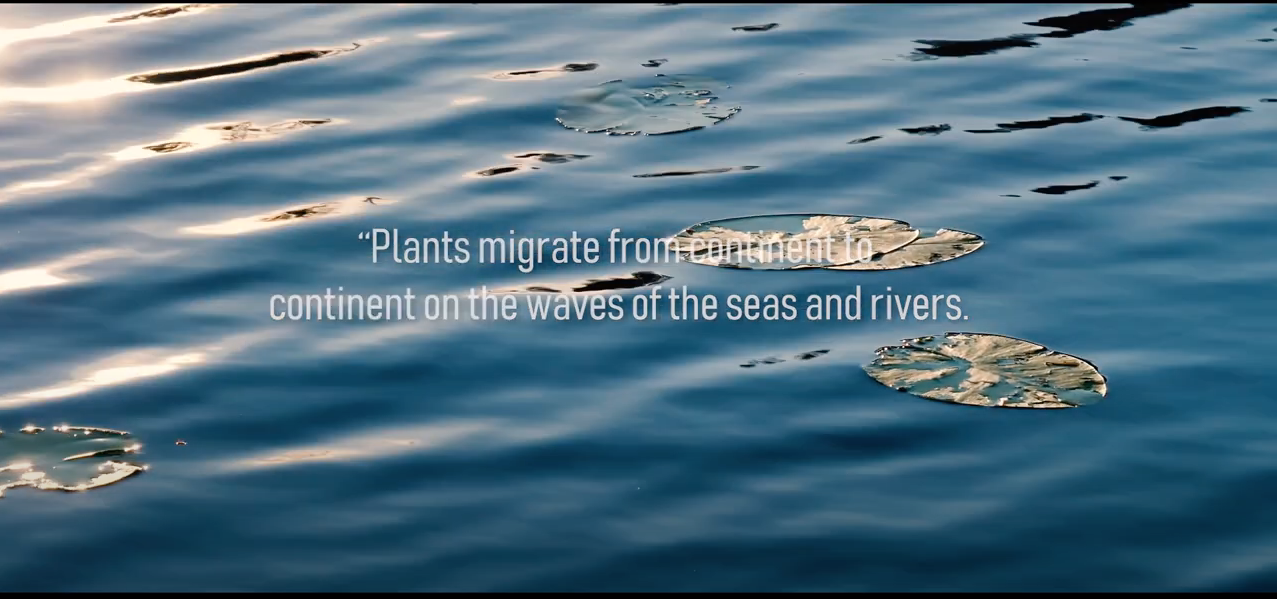 SIMN's New Institutional Video - Scalabrini International